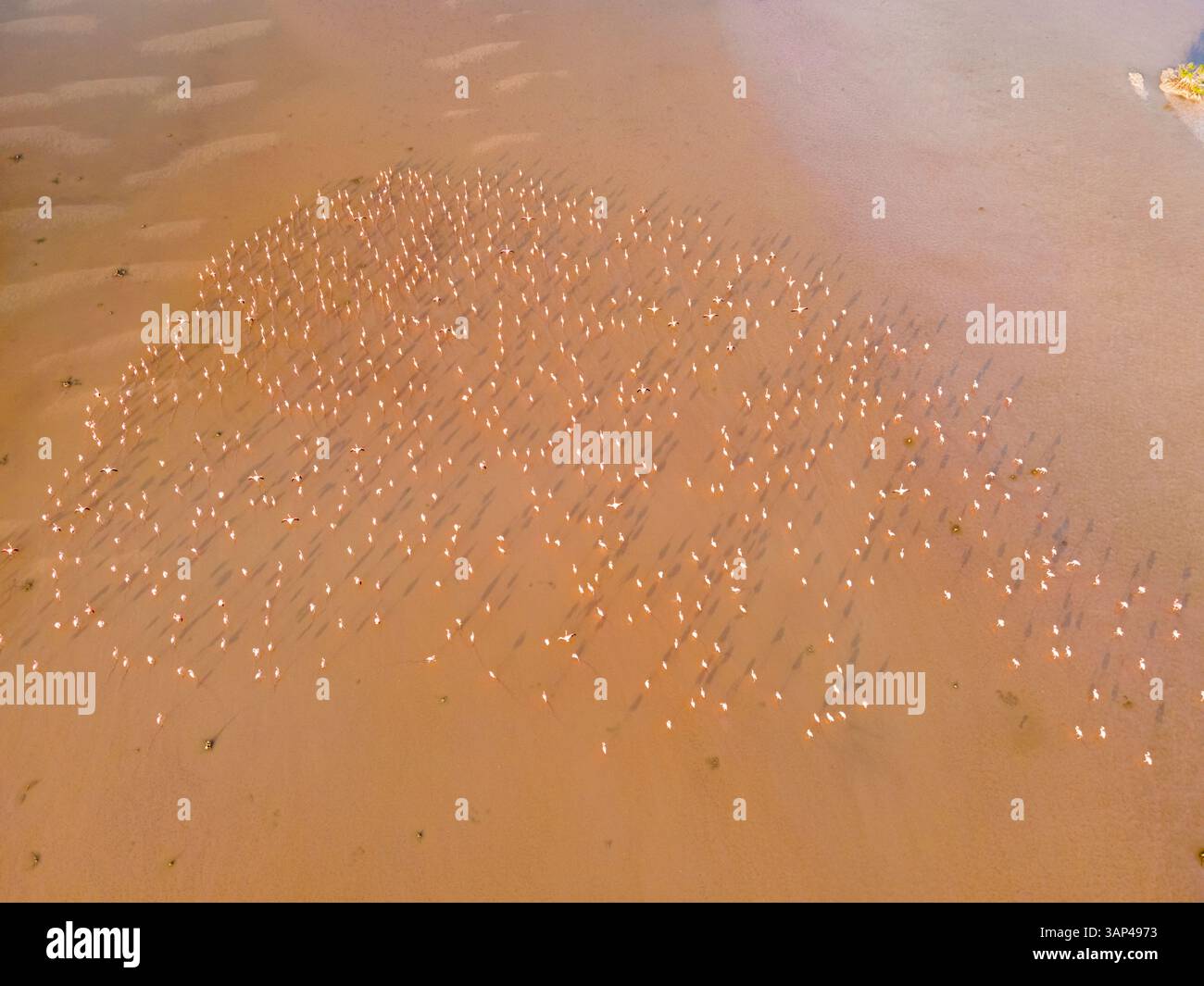 Aerial view of a group of flamingos in a wetland, Progreso, Yucatan ...