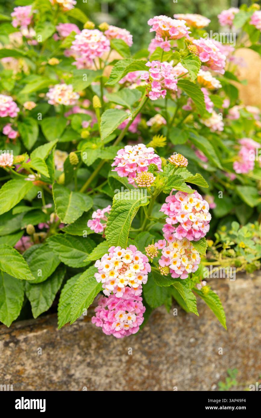 Saint Gallen, Switzerland, August 17, 2024 Lantana Camara Fabiola plant ...