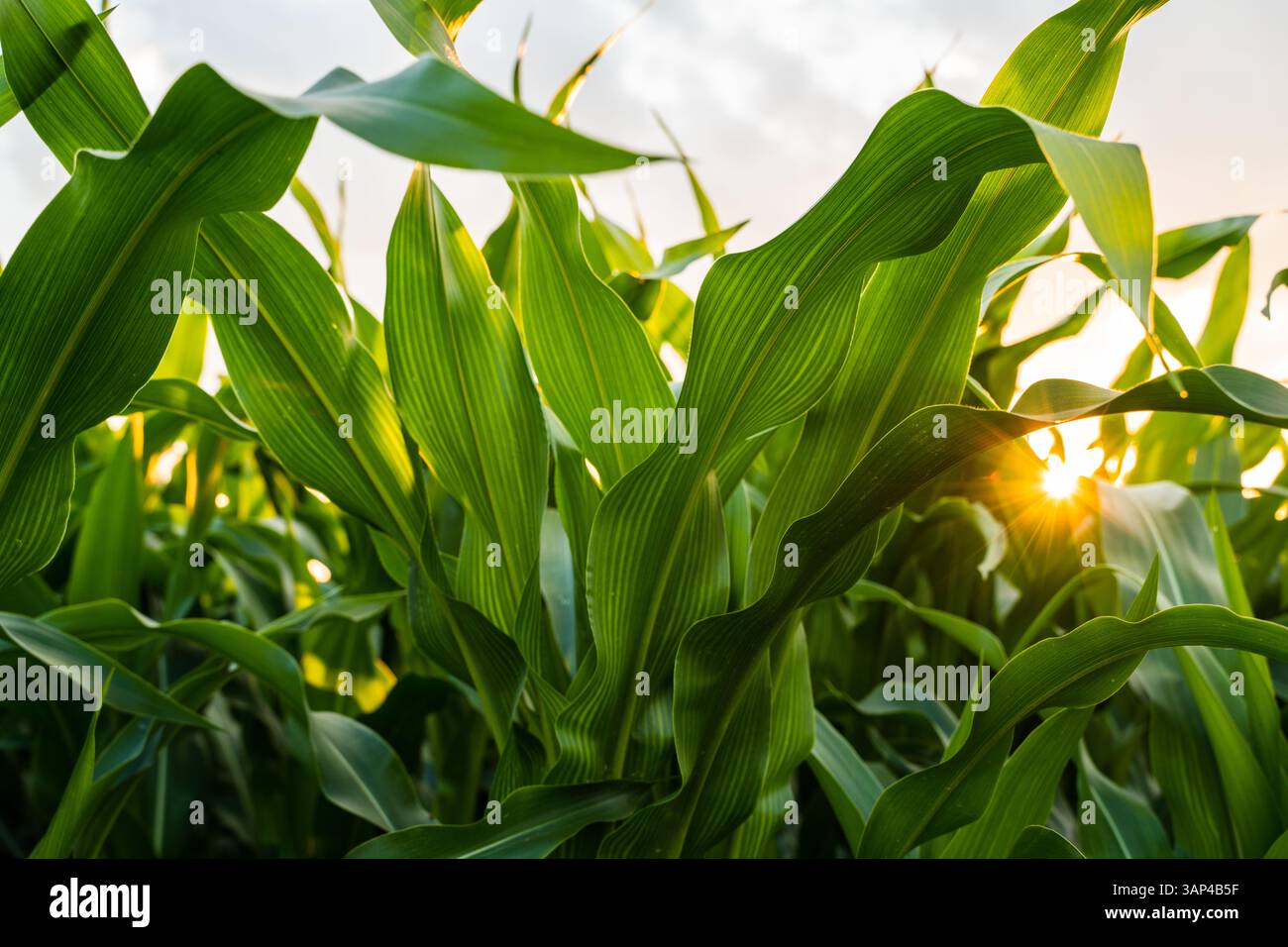 Sun rays break through the leaves of an unripe corn plant in an ...