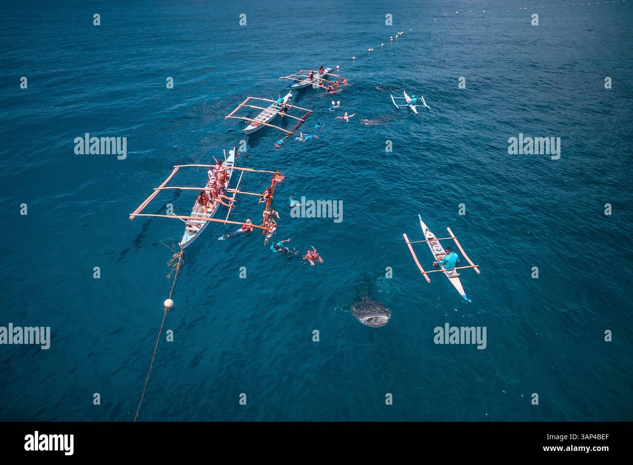 An aerial view of tourists enjoying the Oslob whale shark watching in ...