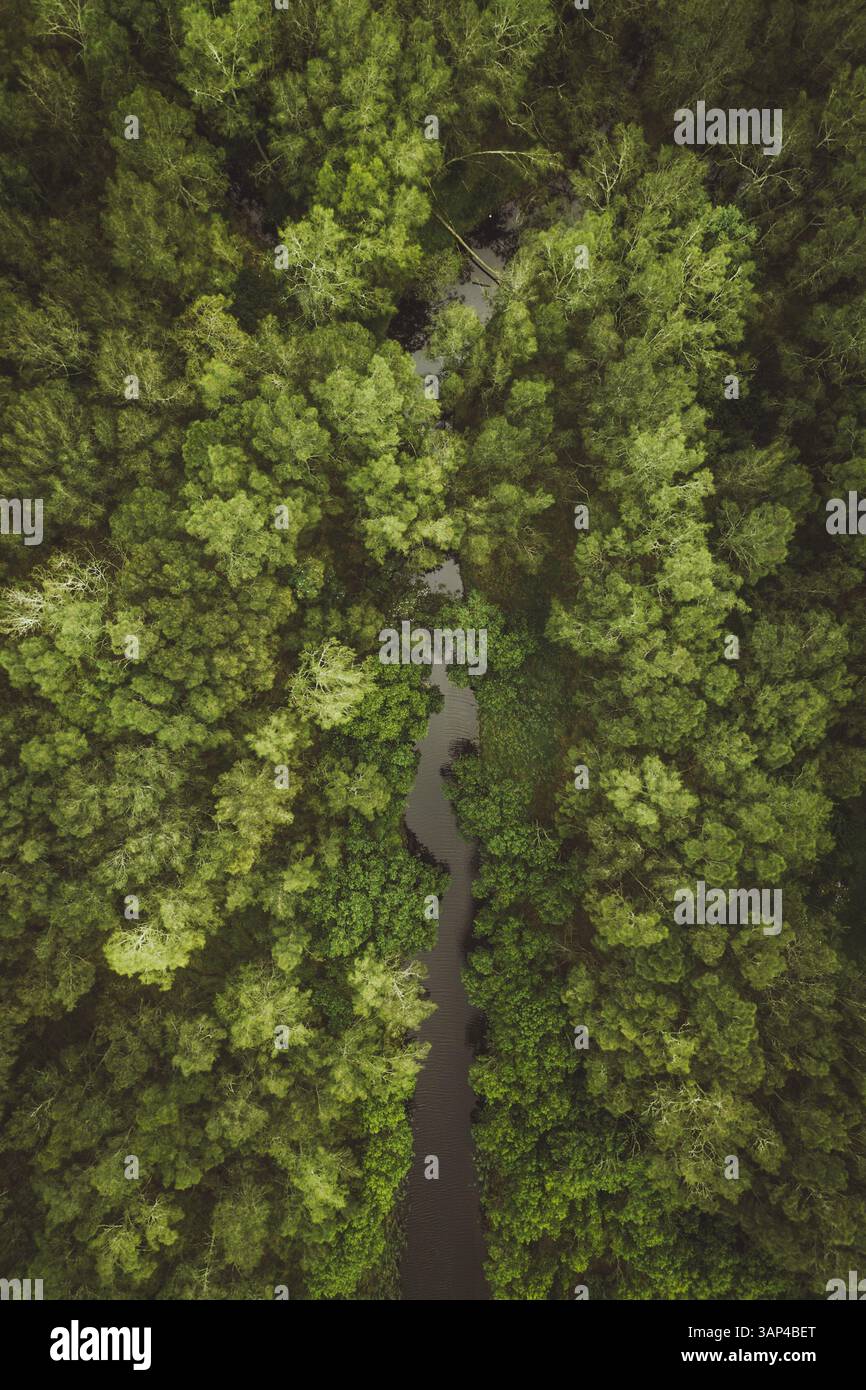 Aerial View of the Terrigal Forest next the the beach, Australia Stock ...