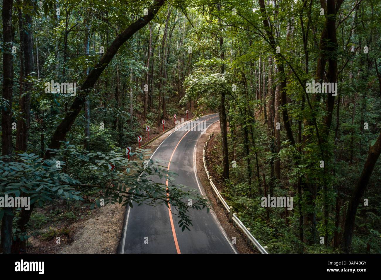 Aerial view of an empty road in Bilar Man made Forest in Bohol Stock ...