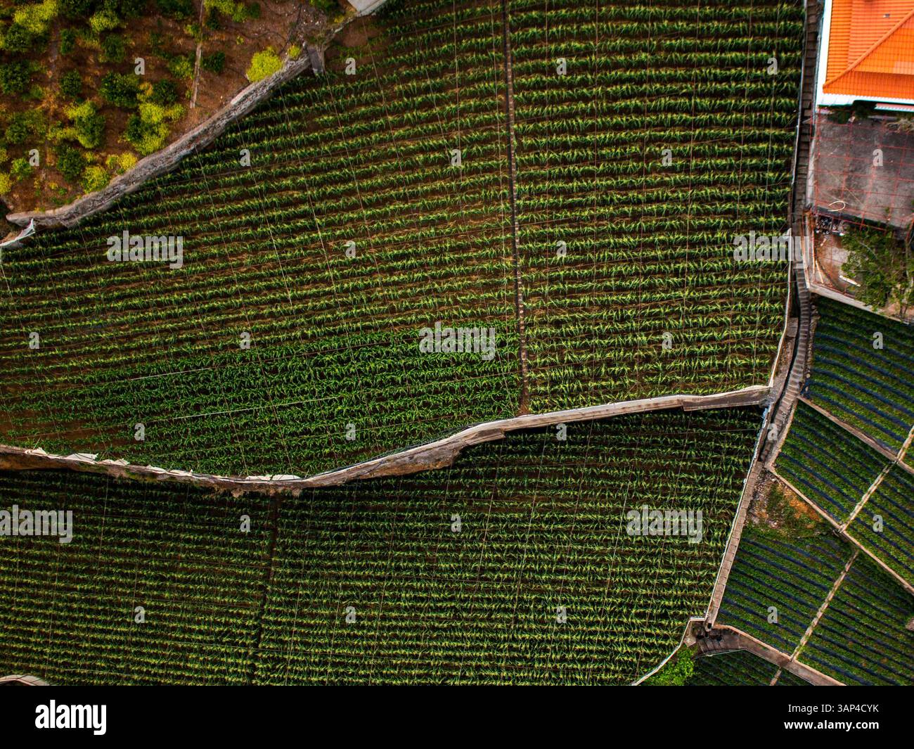 Aerial view of a banana plantation on Madeira Island, Portugal Stock ...