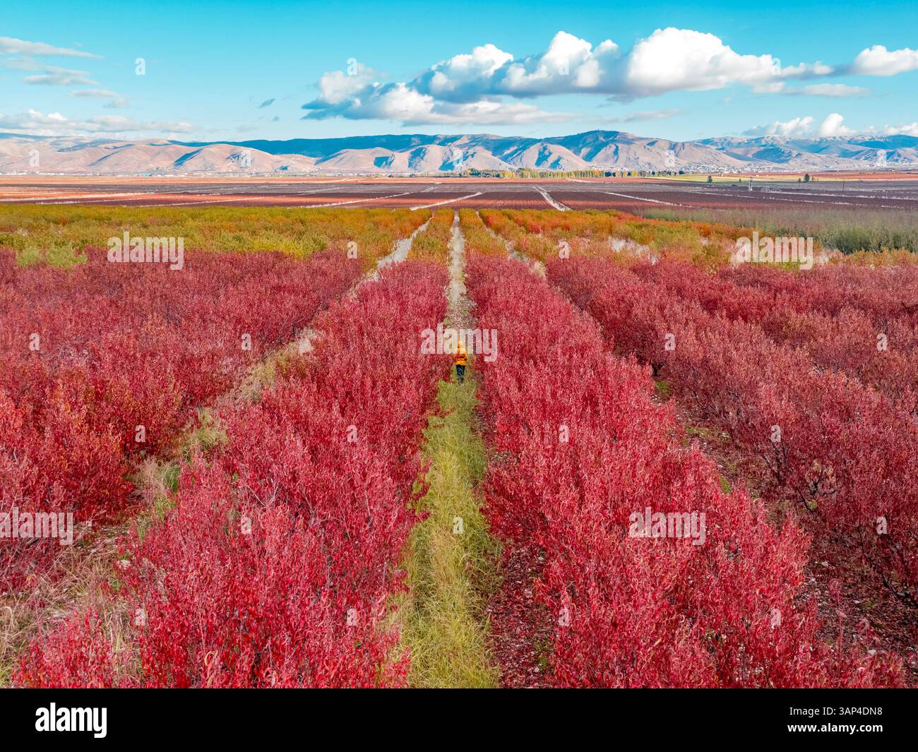 Aerial view of a person walking across Bekaa valley, Bekaa, Lebanon ...