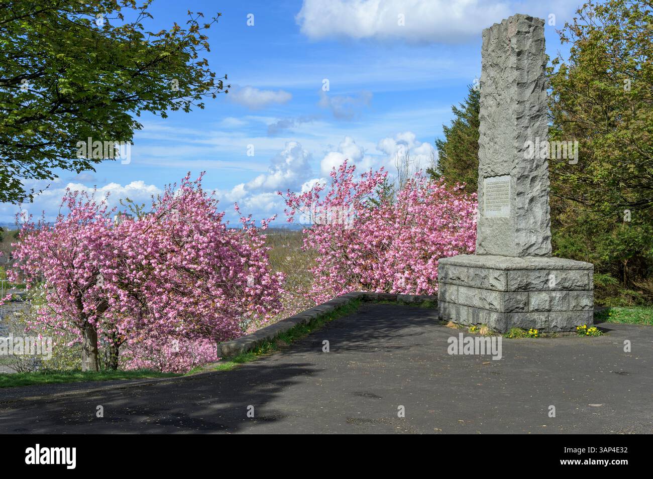 Pink cherry blossom trees beside the 1938 Empire Exhibition monument in ...
