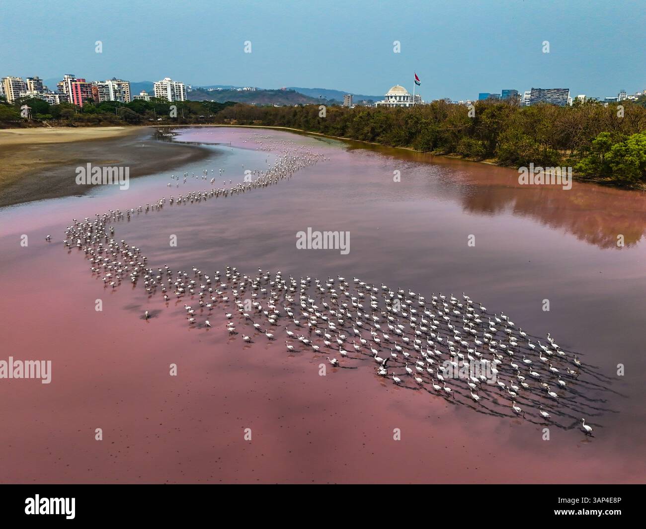 Aerial view of Reddish Pink Water with Flamingo in Algal Bloom ...