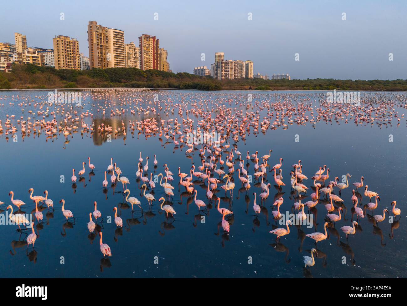 Aerial view of pink flamingos standing in the water at Flamingo ...