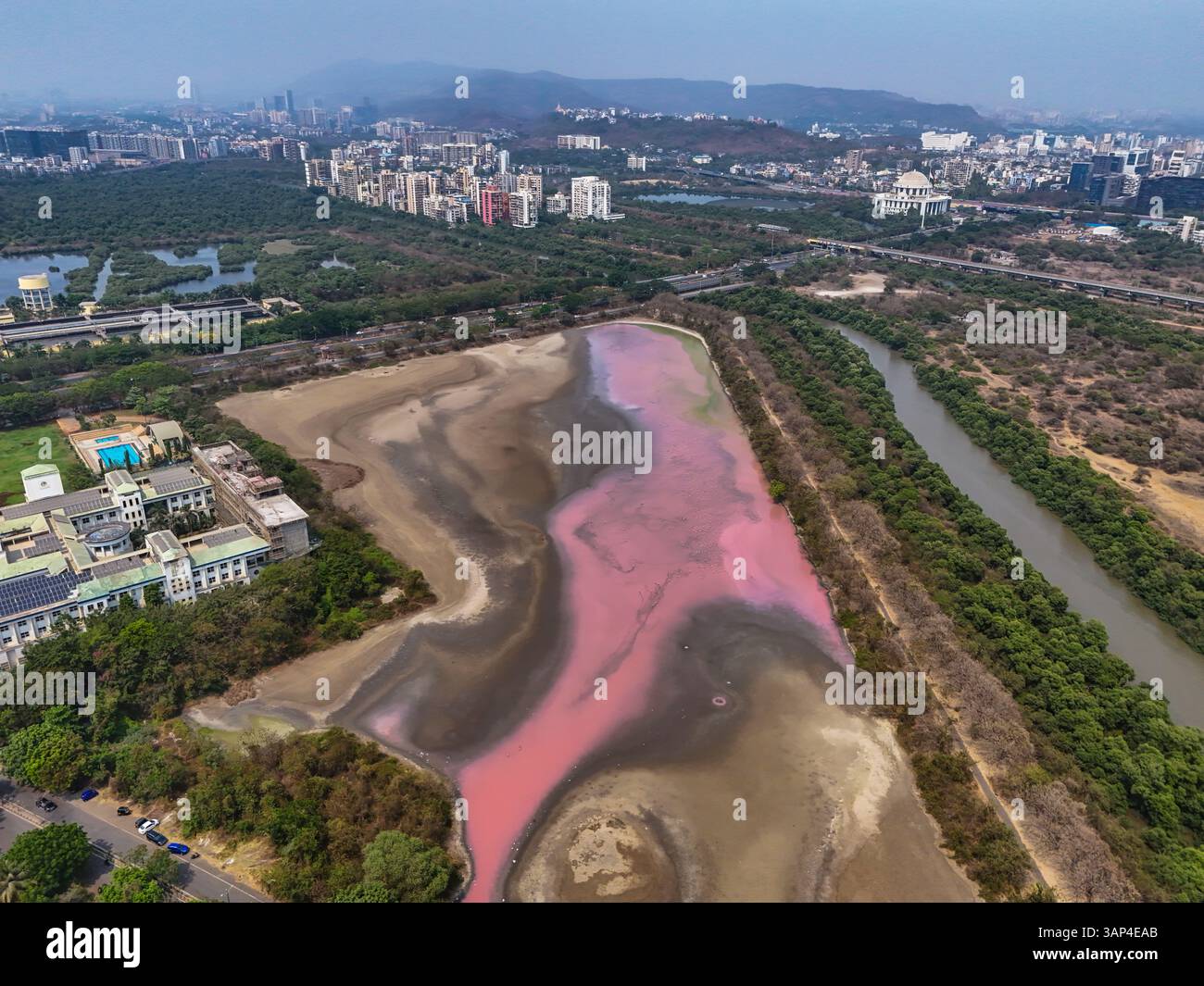 Aerial view of Flamingo in reddish pink water, Algal Bloom, Seawoods ...