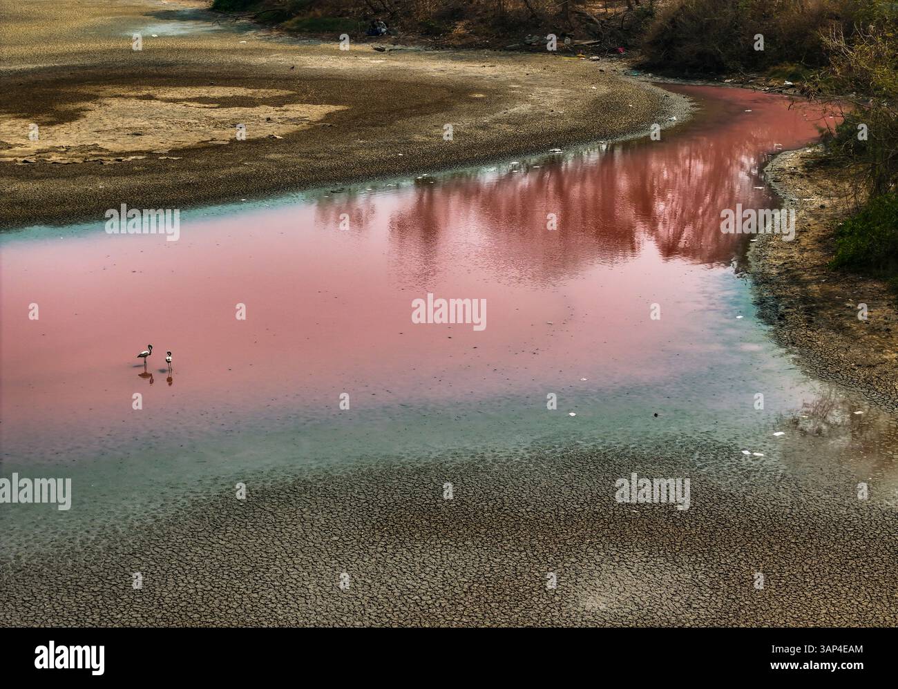 Aerial view of Flamingo in Reddish Pink Water, Algal Bloom, Seawoods ...