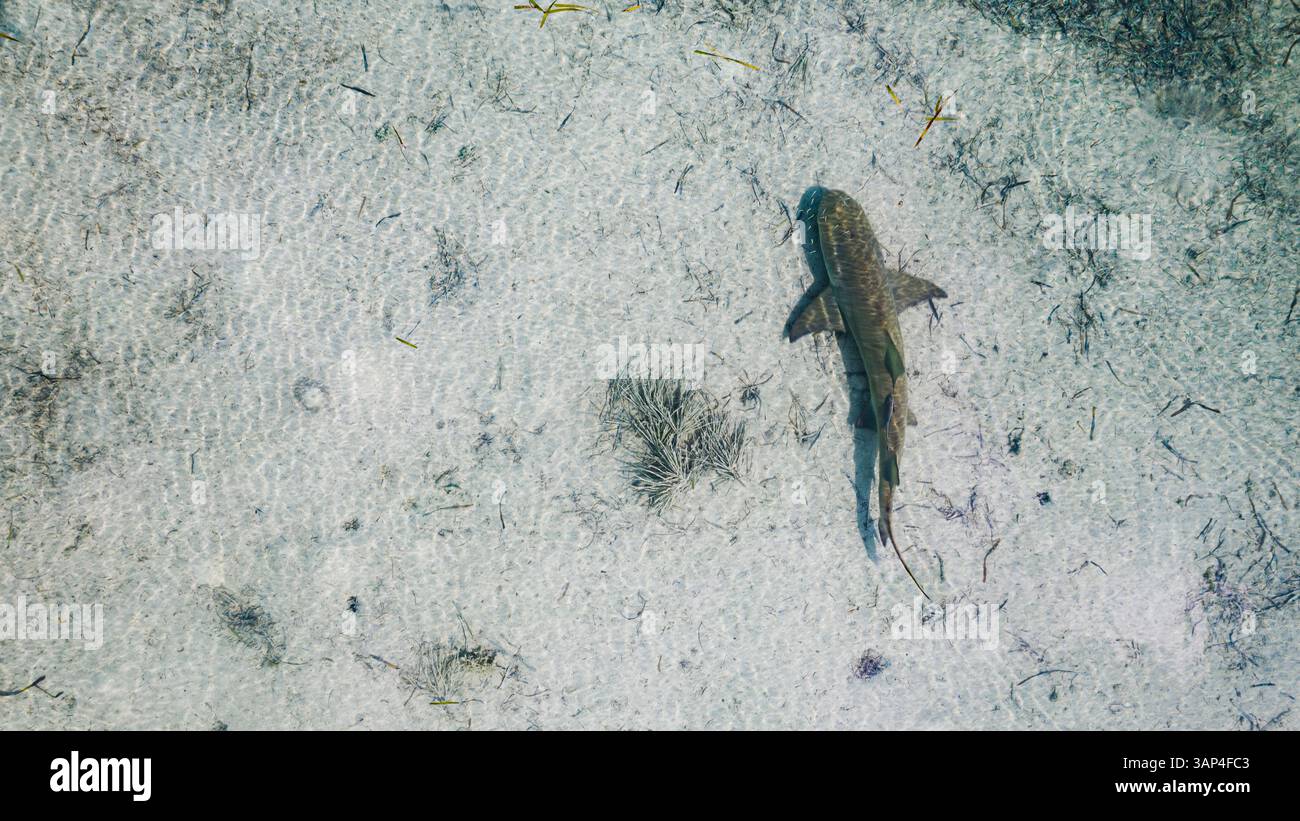 Aerial View of a lone Lemon Shark hunting in the shallow waters of a ...