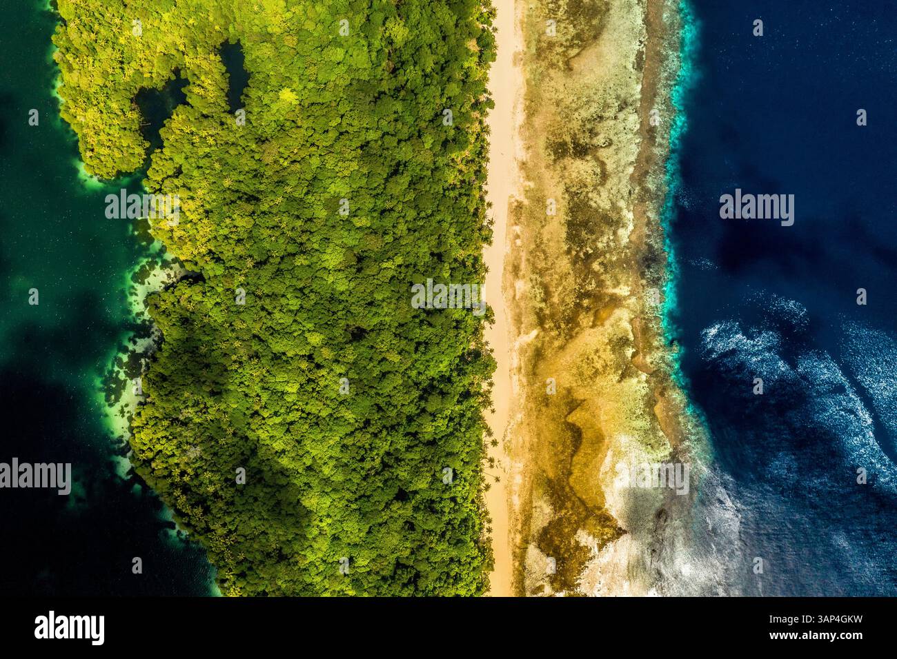 Aerial view of the shore of the island Kakaban, Indonesia. The lake on ...