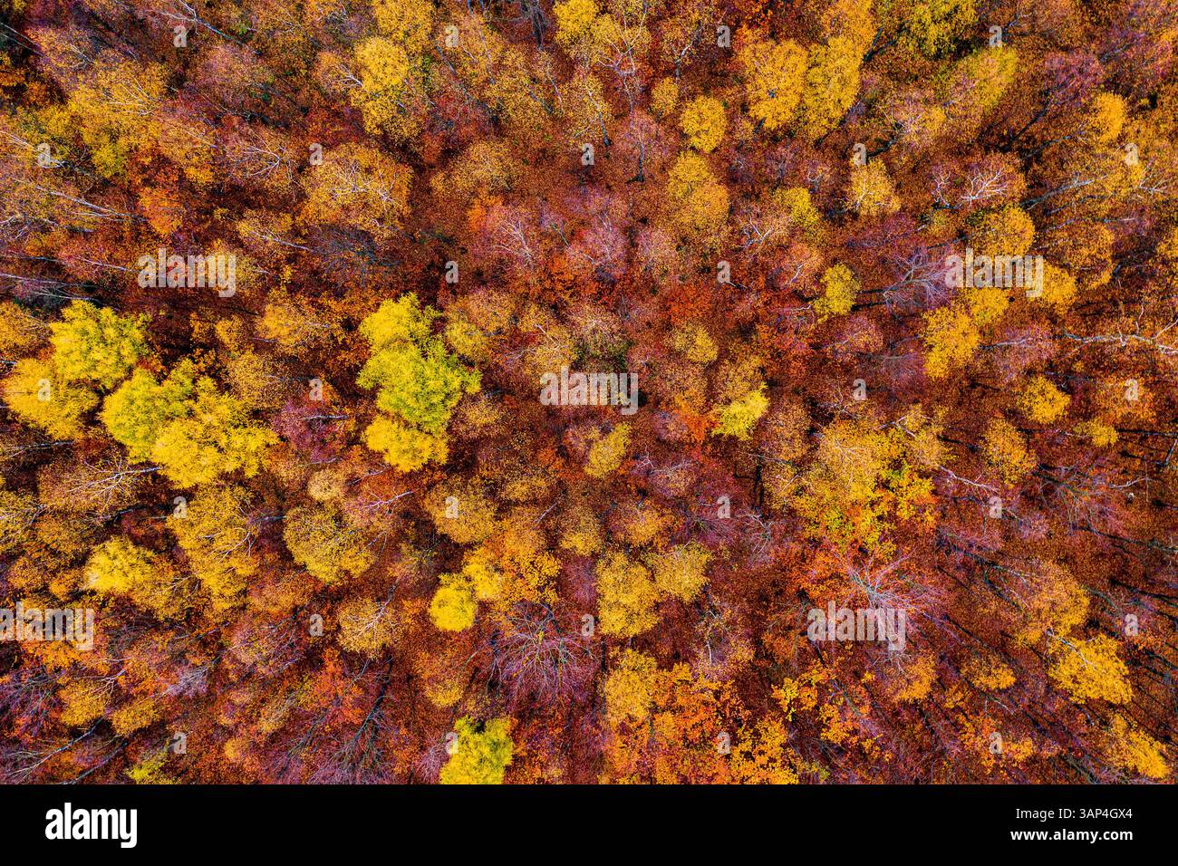 Aerial view of deciduous European forest in autumn, Tisa, Czech ...