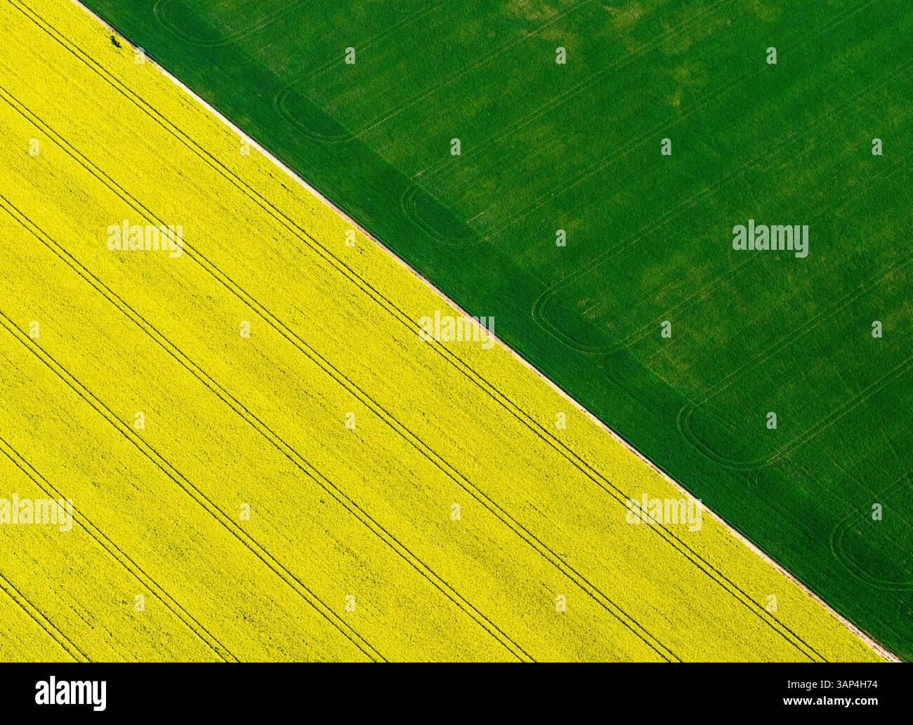 Aerial view of vibrant yellow and green canola crop fields in Kuender ...