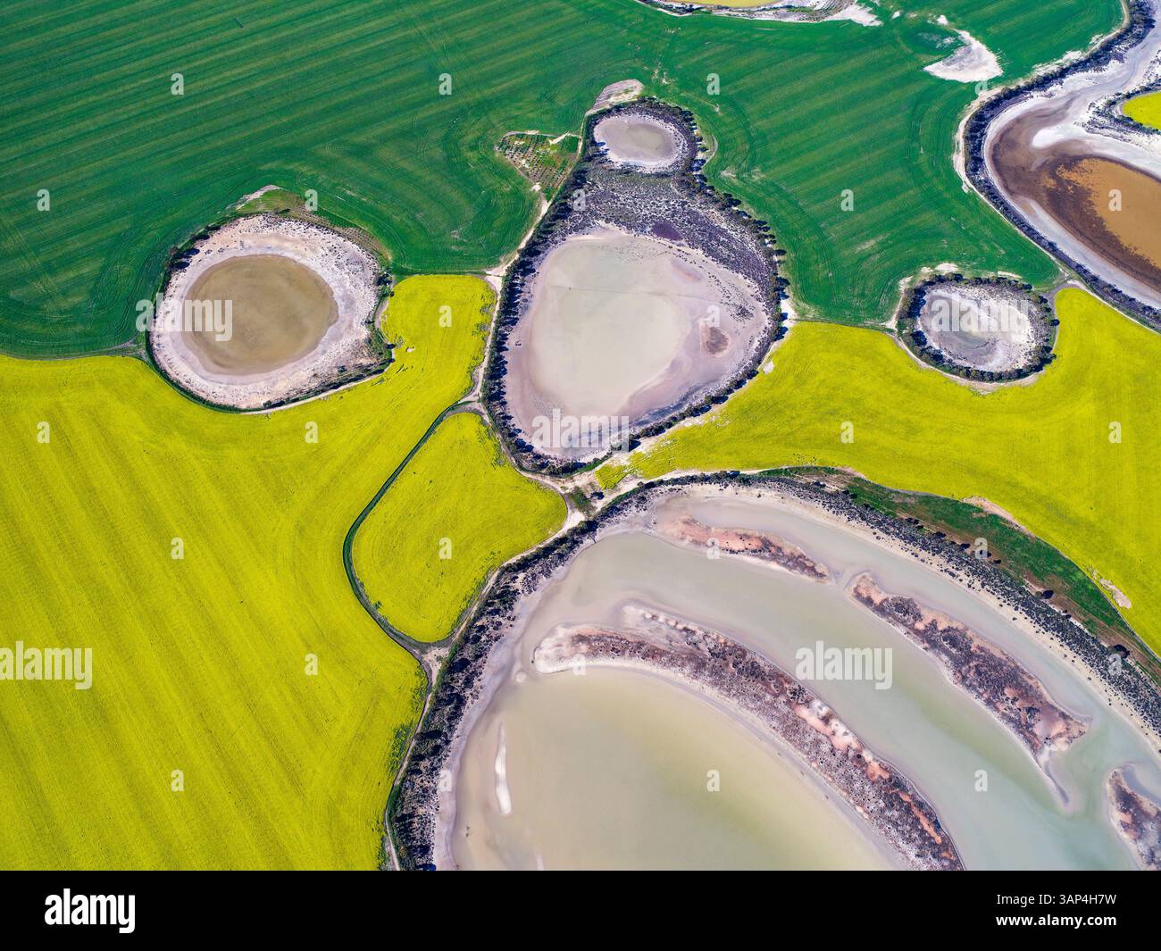 Aerial view of vibrant canola crop fields surrounding Lake Biddy ...
