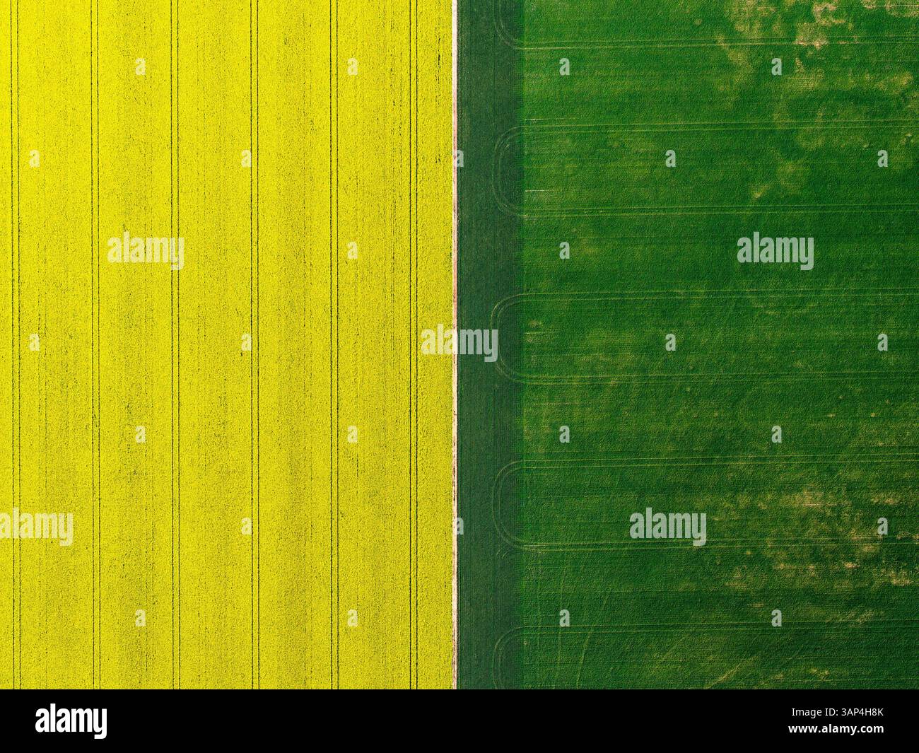 Aerial view of vibrant canola crop fields in Kuender, Western Australia ...