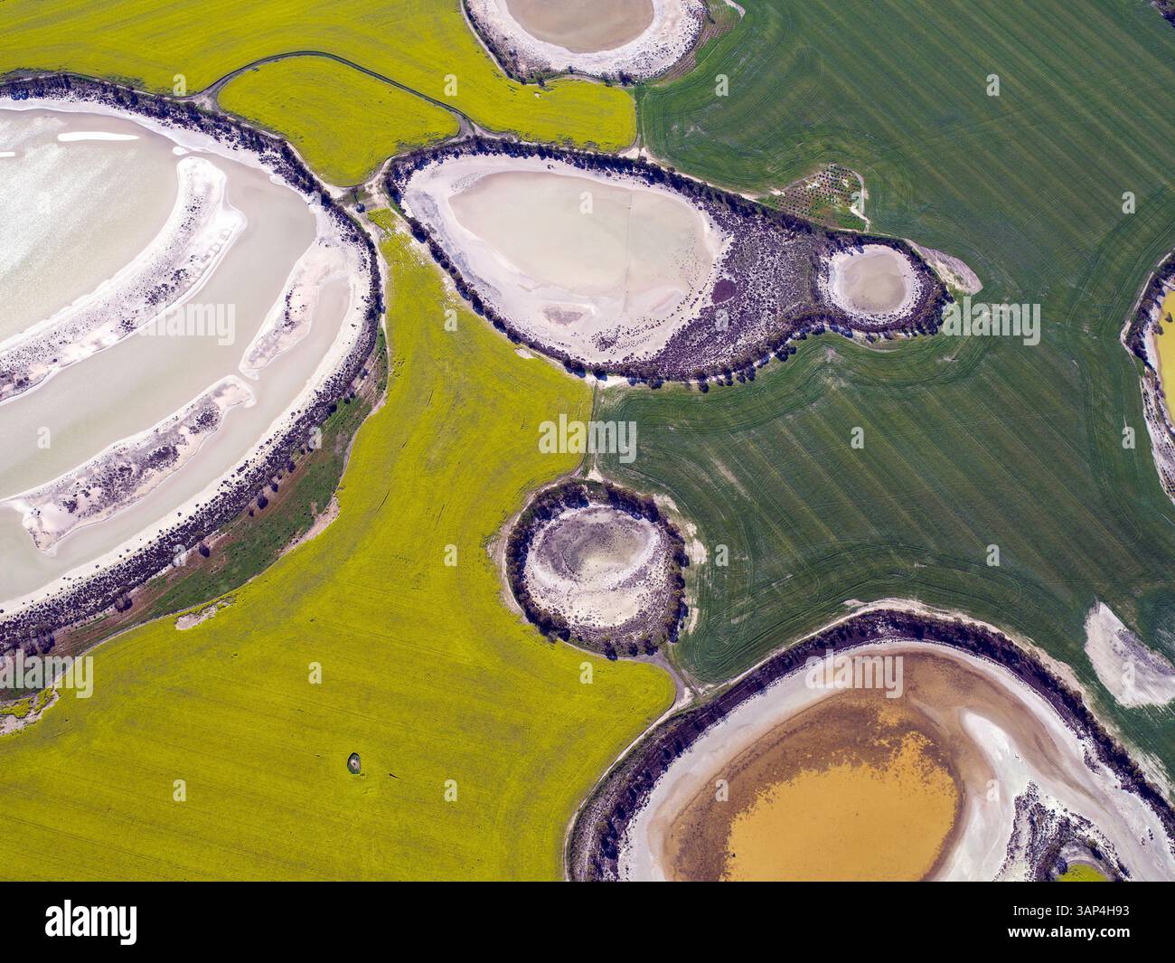 Aerial view of Canola Crop field and Lake Biddy, Western Australia ...