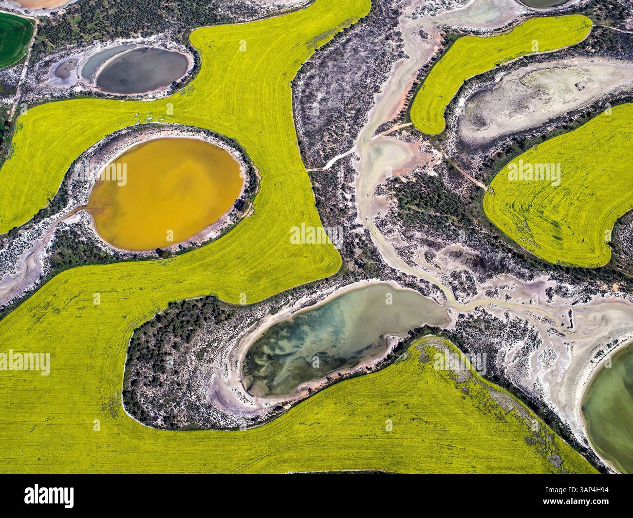 Aerial view of Canola Crop fields in sunrise over Lake Biddy, Western ...