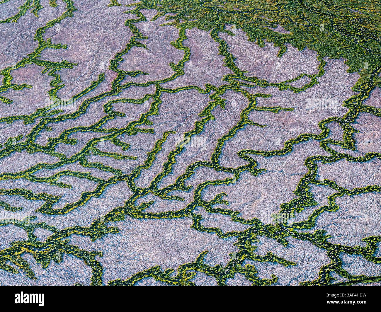 Aerial view of meandering Cooper Creek in Channel Country flood plain ...