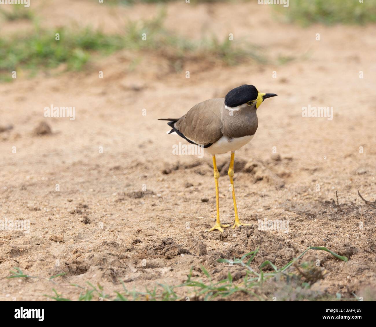 A yellow-wattled lapwing in Sri Lanka Stock Photo - Alamy