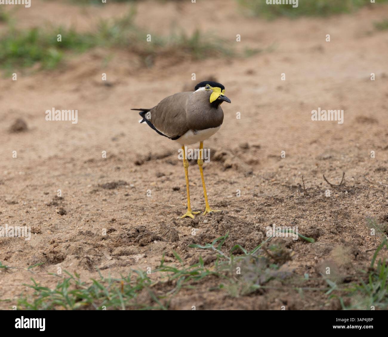 A yellow-wattled lapwing in Sri Lanka Stock Photo - Alamy