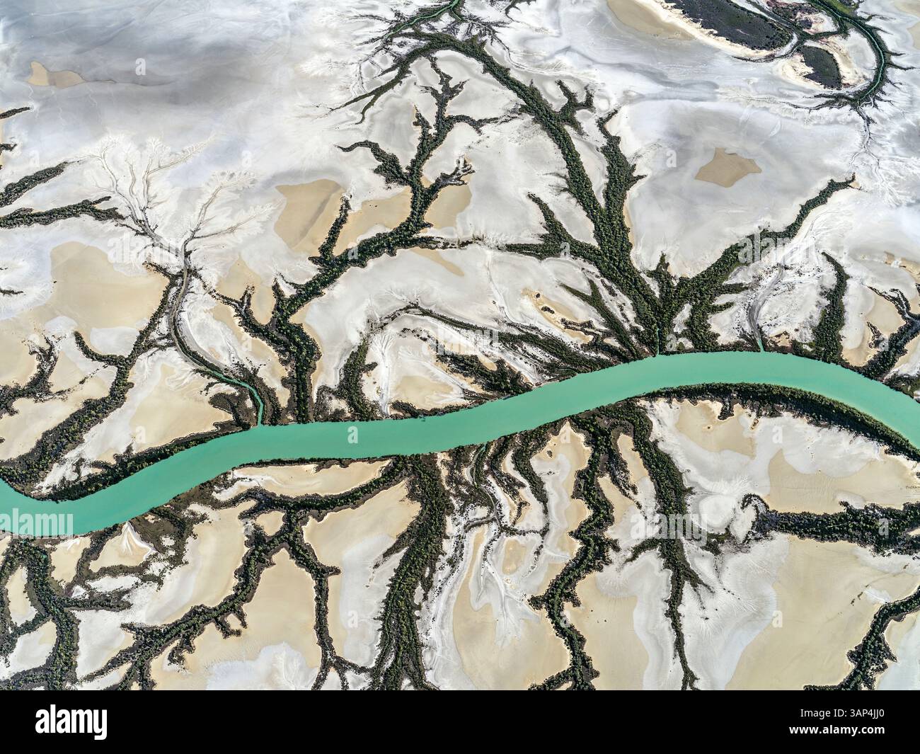 Aerial view of meandering river delta with winding tree branches and ...
