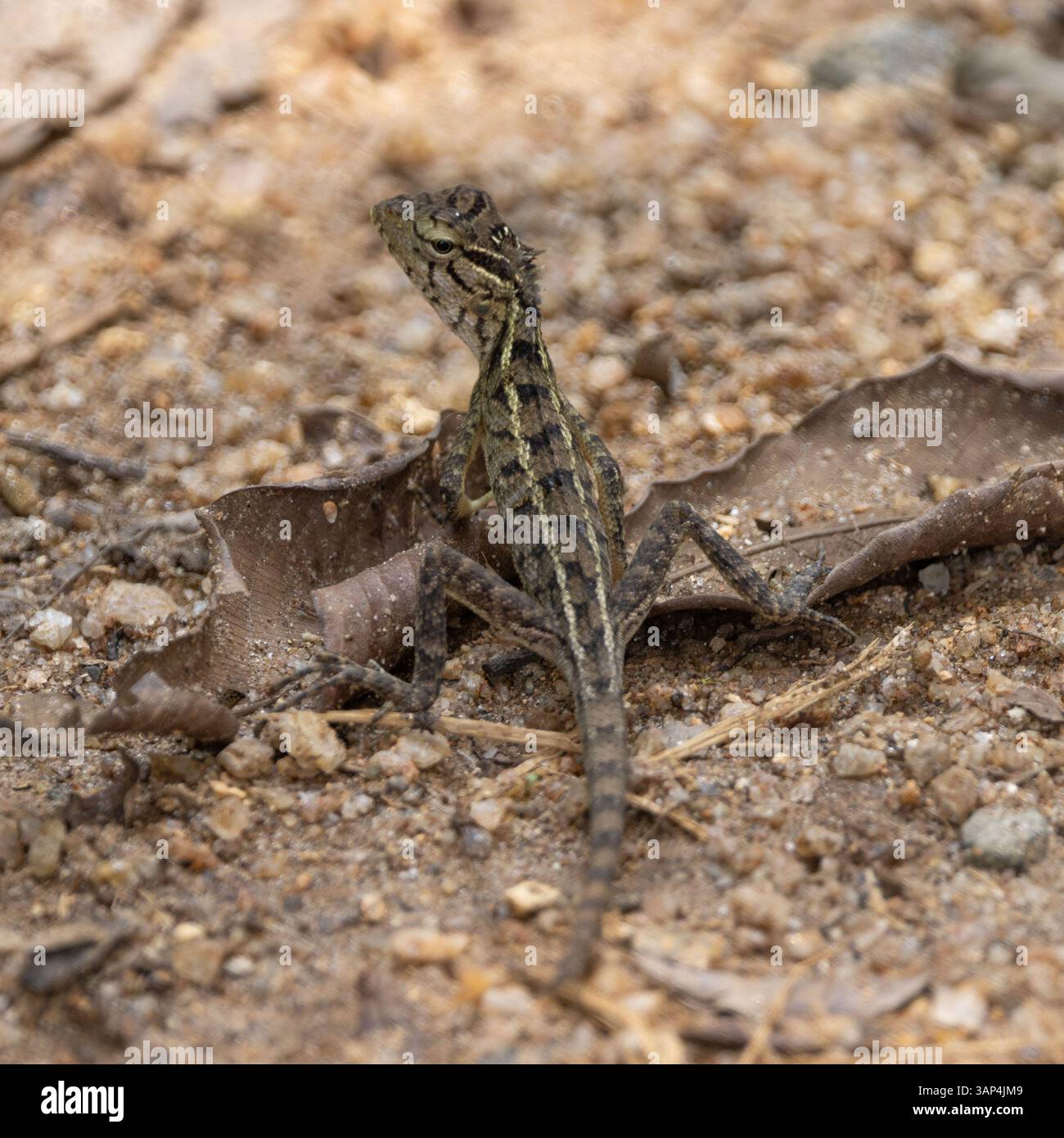 An Indian Garden Lizard on a tree in Sri Lanka Stock Photo - Alamy