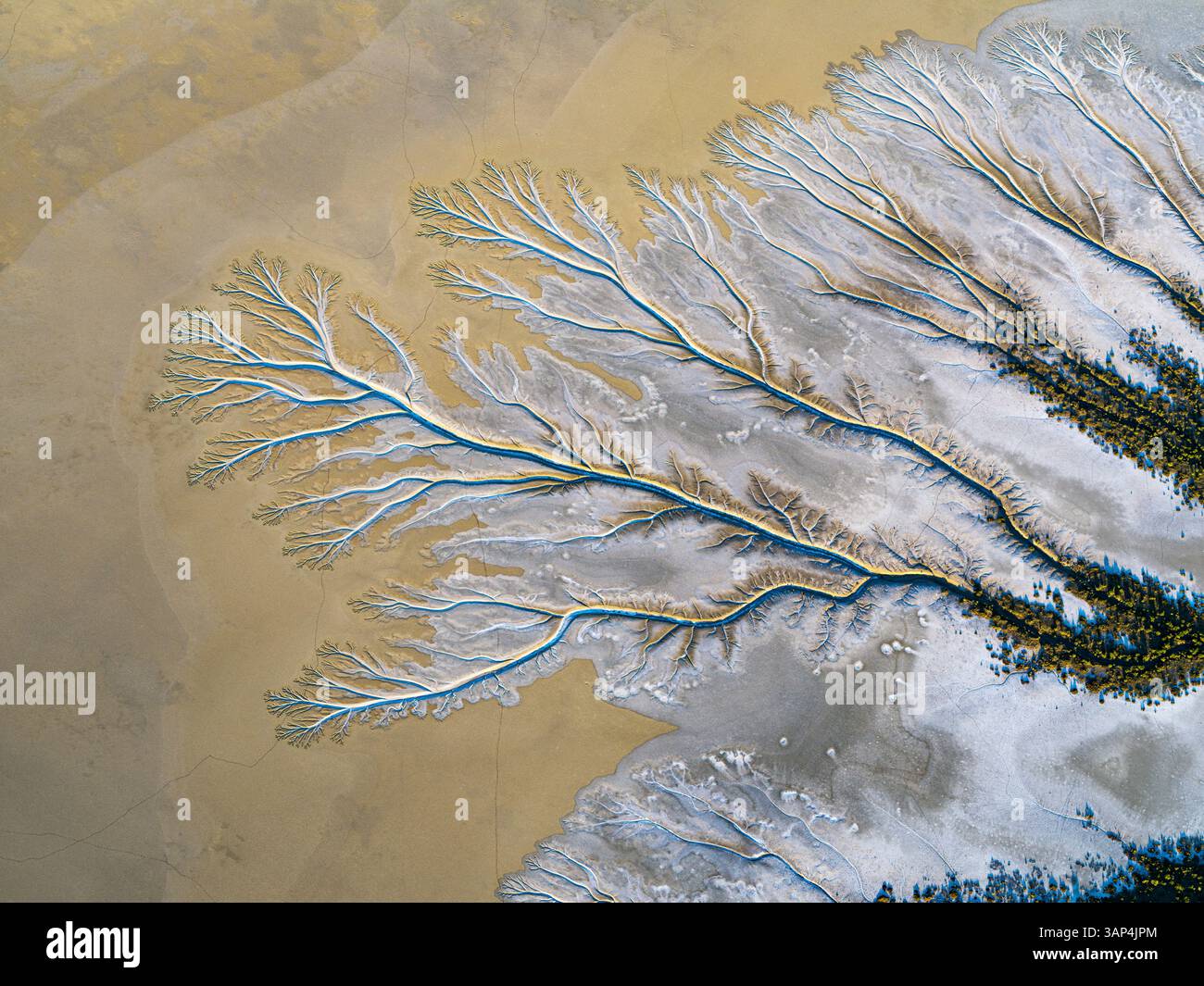 Aerial view of river delta with organic tree-like forms and blue water ...