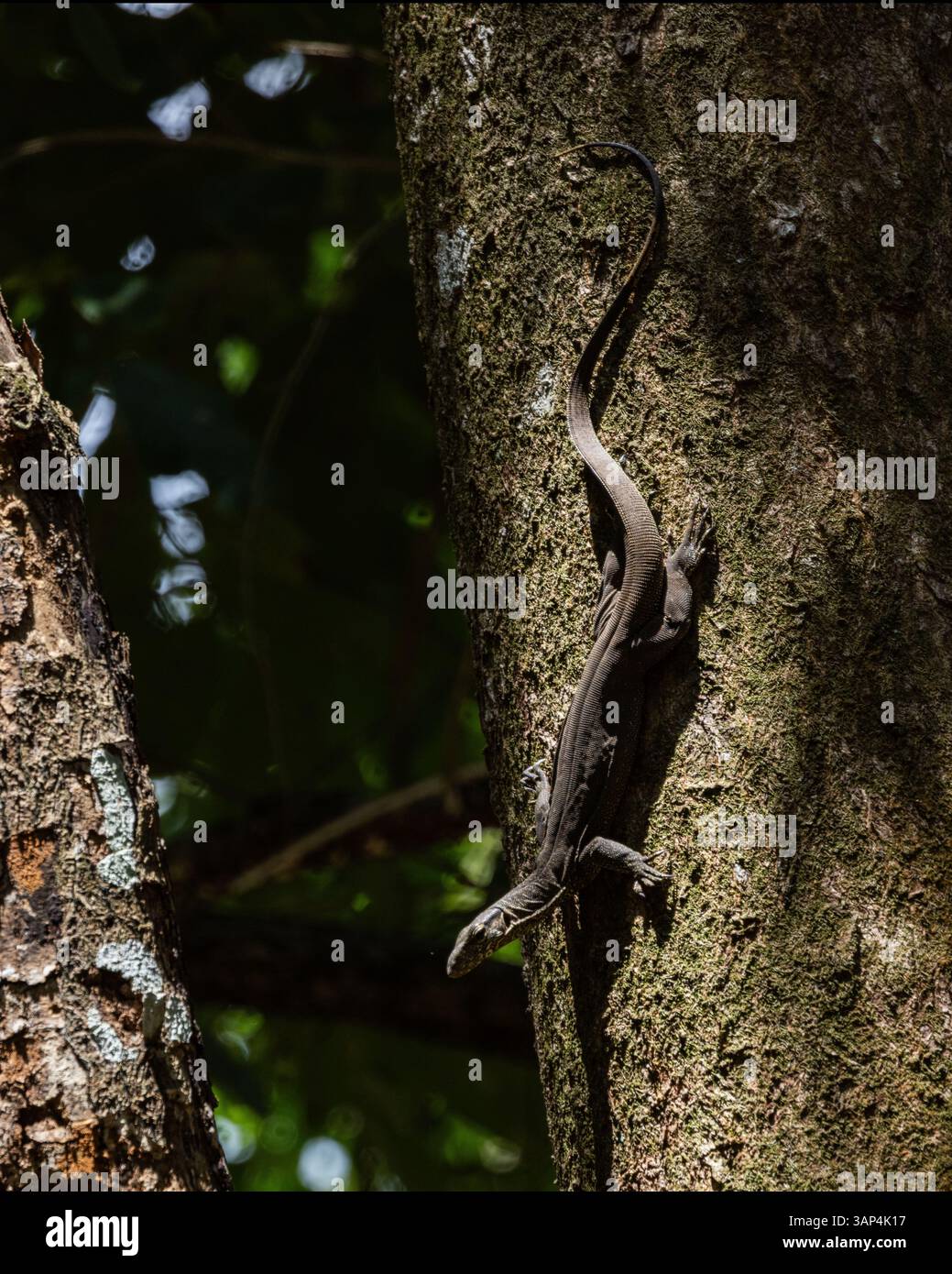 A land Monitor Lizard on a tree in Sri Lanka Stock Photo - Alamy