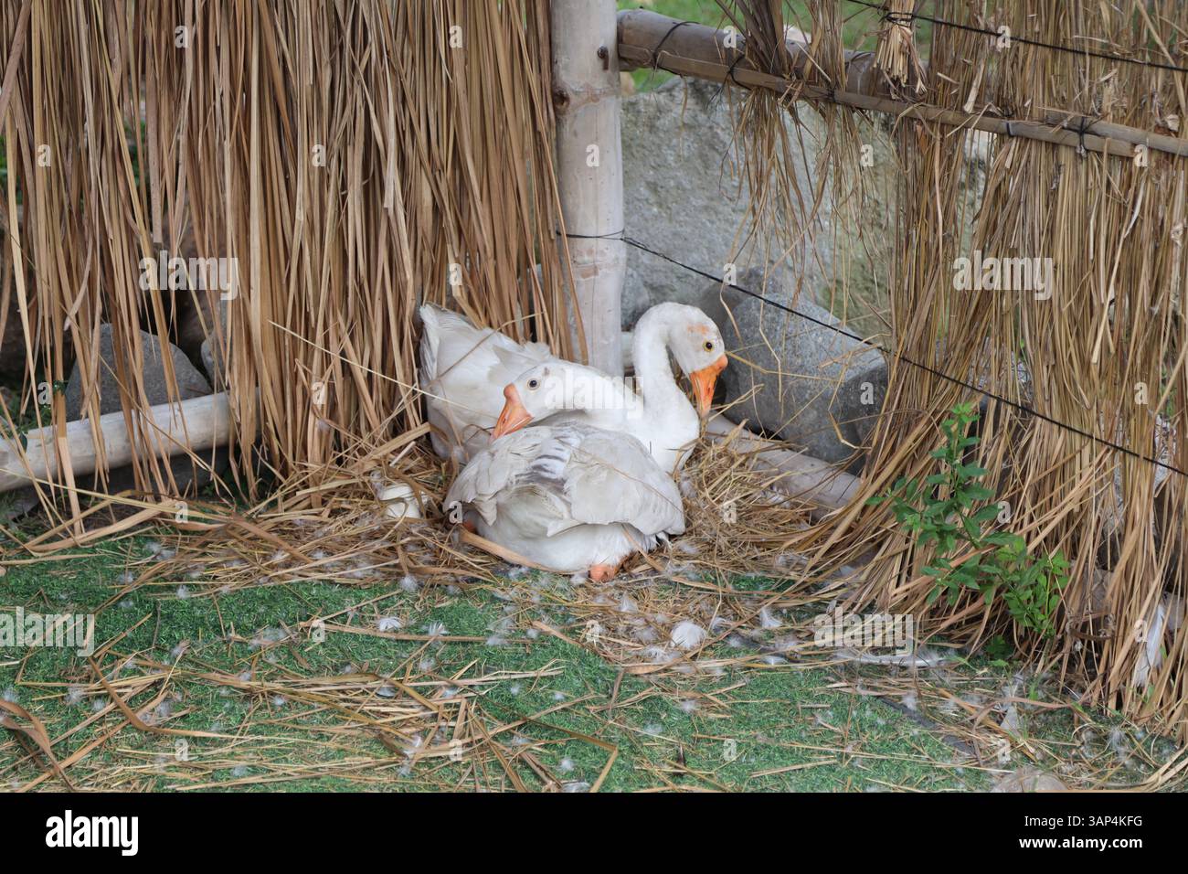 A pair of nesting geese and their eggs Stock Photo - Alamy