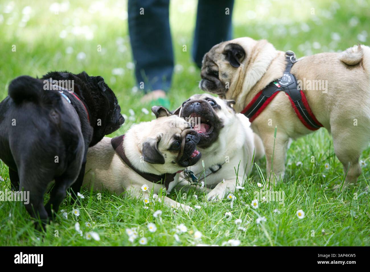 2. Großes Mops Festival. 17.05.2015 Friedberg Ockstadt 2. Großes Mops ...