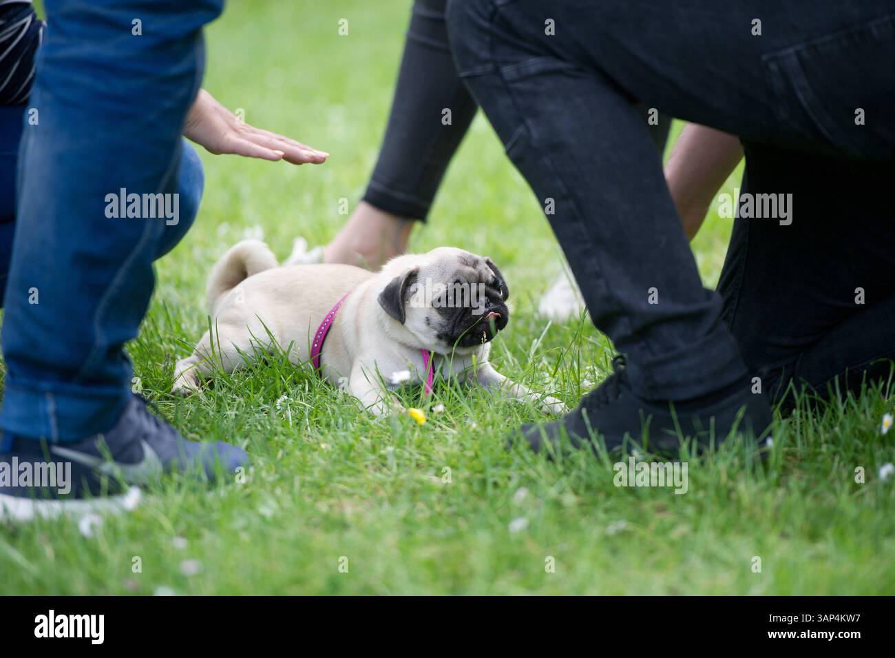 2. Großes Mops Festival. 17.05.2015 Friedberg Ockstadt 2. Großes Mops ...