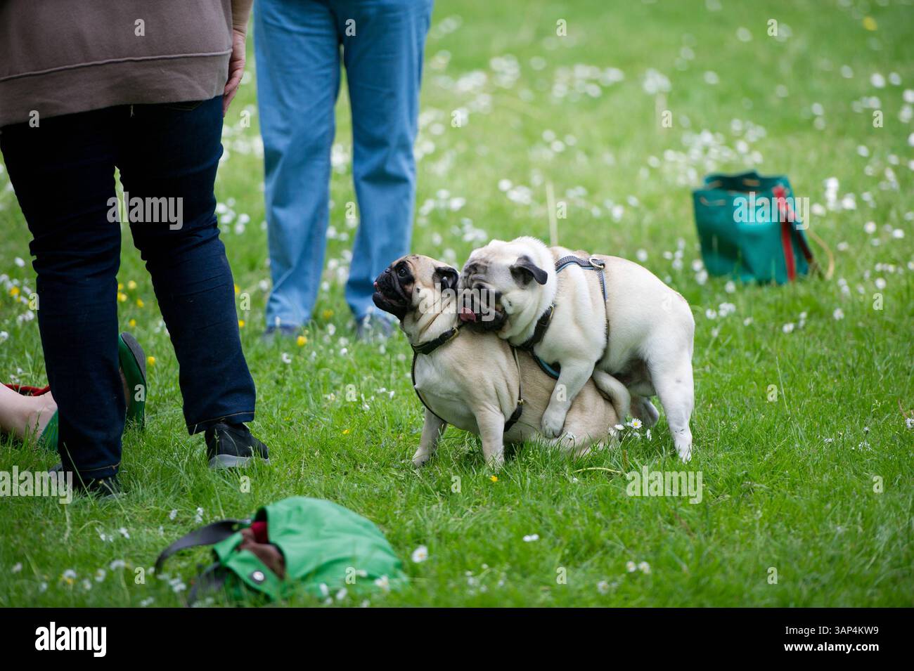 2. Großes Mops Festival. 17.05.2015 Friedberg Ockstadt 2. Großes Mops ...