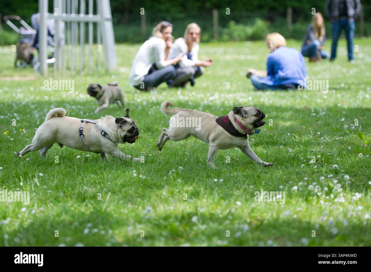 2. Großes Mops Festival. 17.05.2015 Friedberg Ockstadt 2. Großes Mops ...