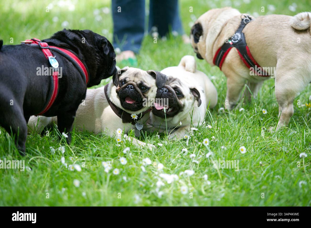 2. Großes Mops Festival. 17.05.2015 Friedberg Ockstadt 2. Großes Mops ...