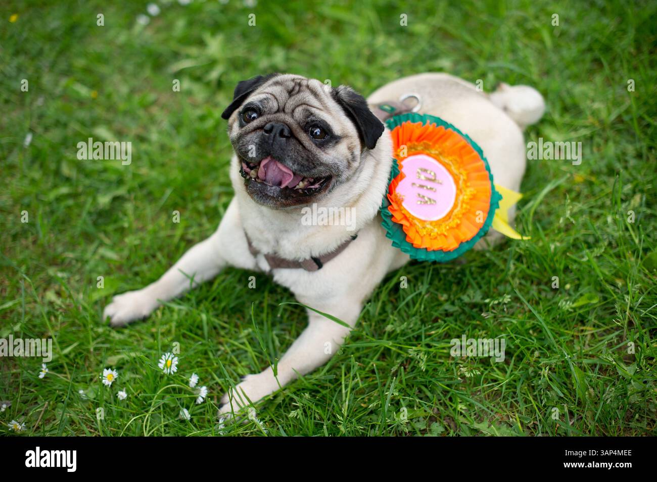 2. Großes Mops Festival. 17.05.2015 Friedberg Ockstadt 2. Großes Mops ...