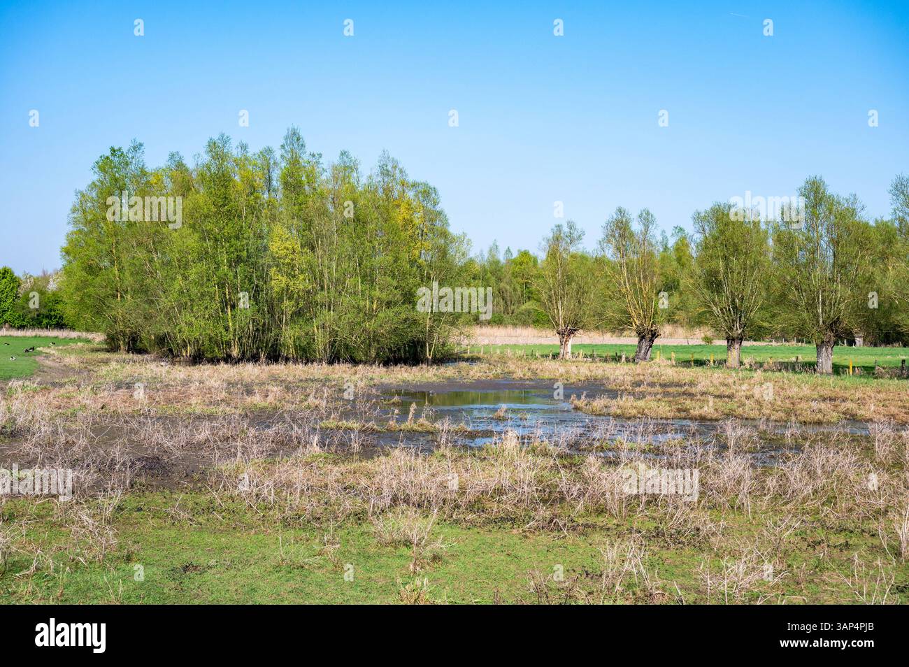 Trees and green wetland at the banks and natural flood zone of the ...