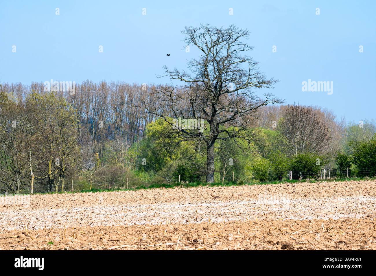 Fertilized and ploughed agriculture fields at the Flemish countryside ...
