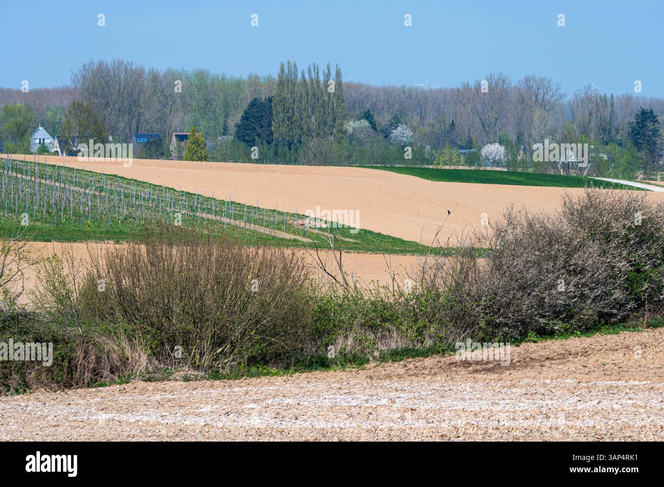 Fertilized and ploughed agriculture fields at the Flemish countryside ...