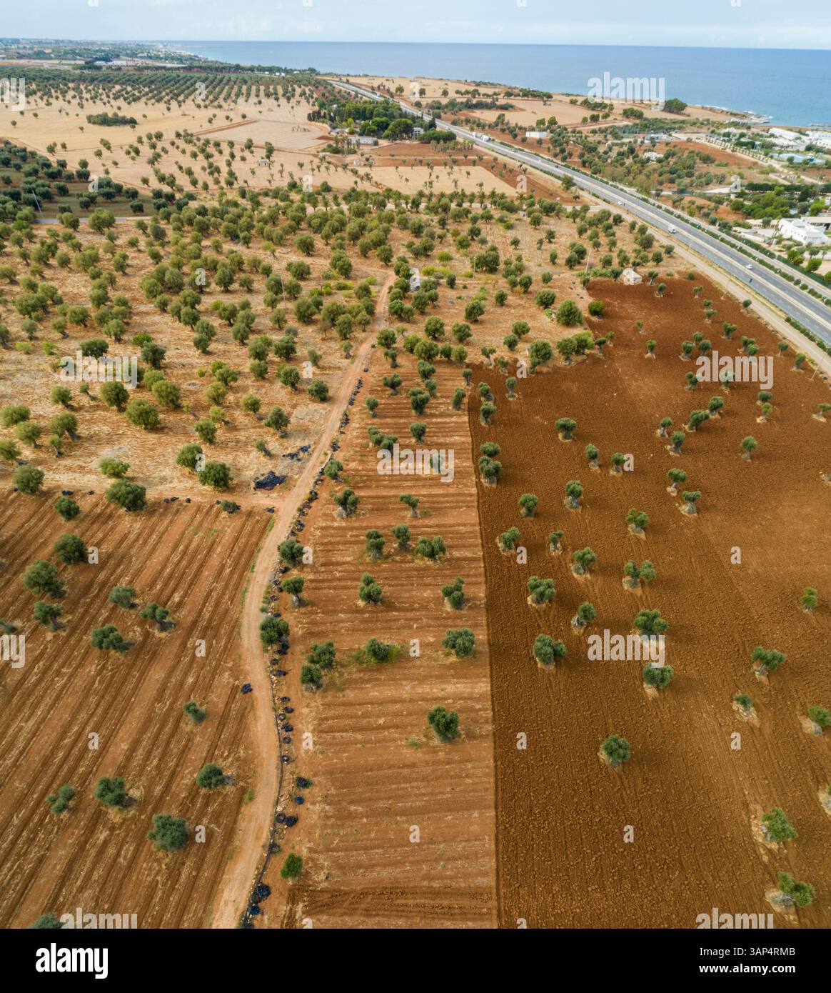 Aerial view of olive trees in a field, Polignano a Mare, Italy Stock ...
