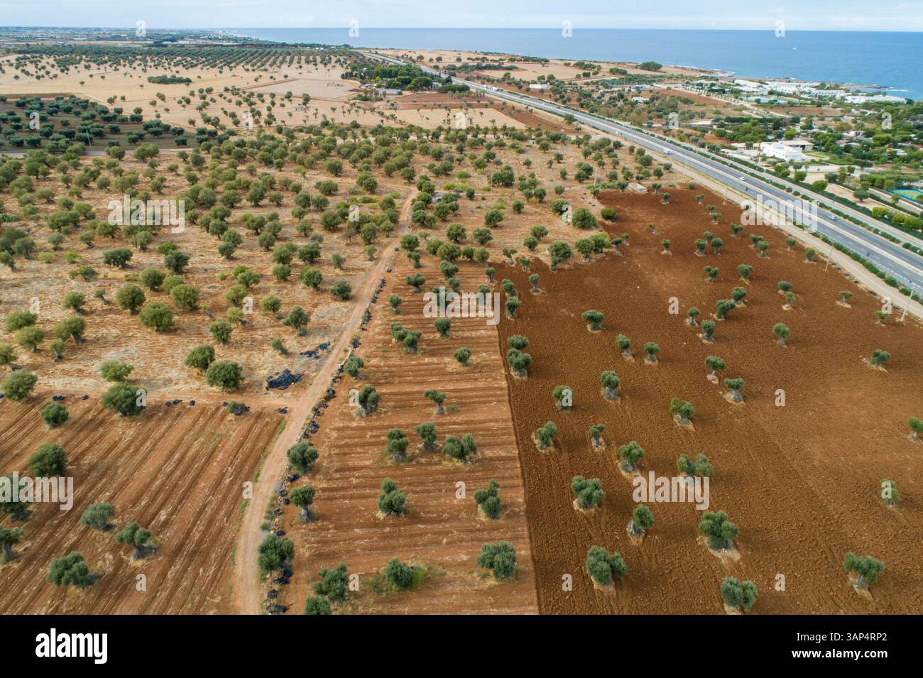Aerial view of olive trees in a field, Polignano a Mare, Italy Stock ...