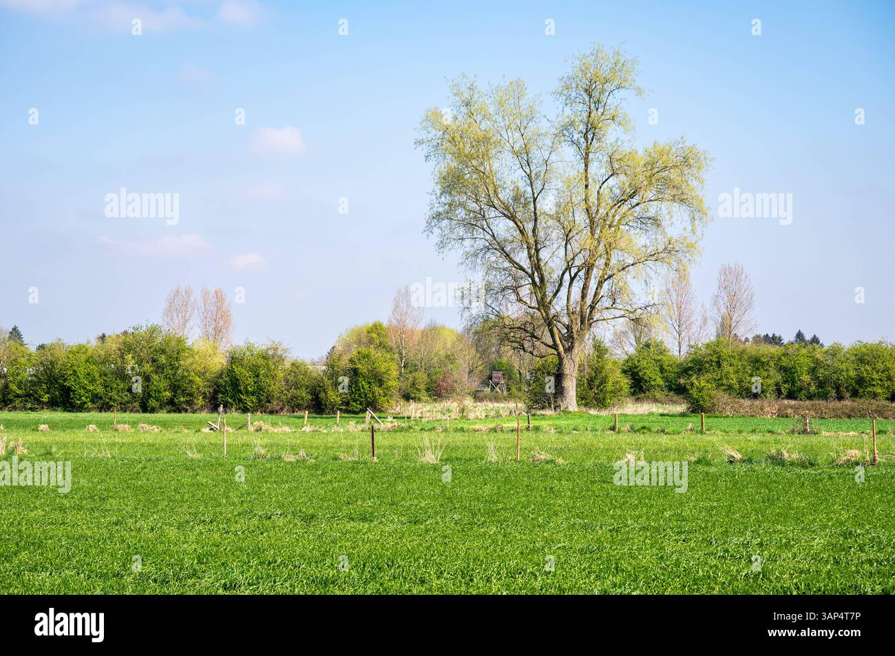 Green meadows and spring season trees at the Flemish countryside in ...