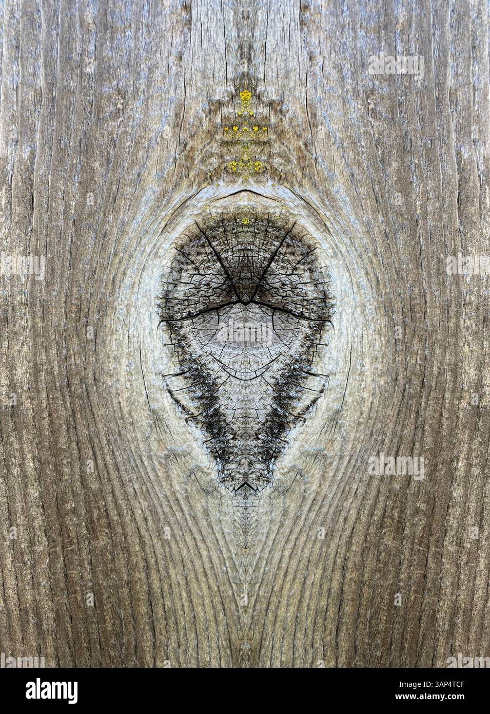 Bilateral symmetry created with mirror images of wood grain and knots ...