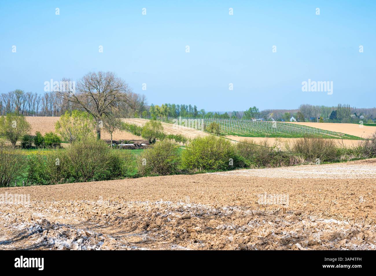 Fertilized and ploughed agriculture fields at the Flemish countryside ...