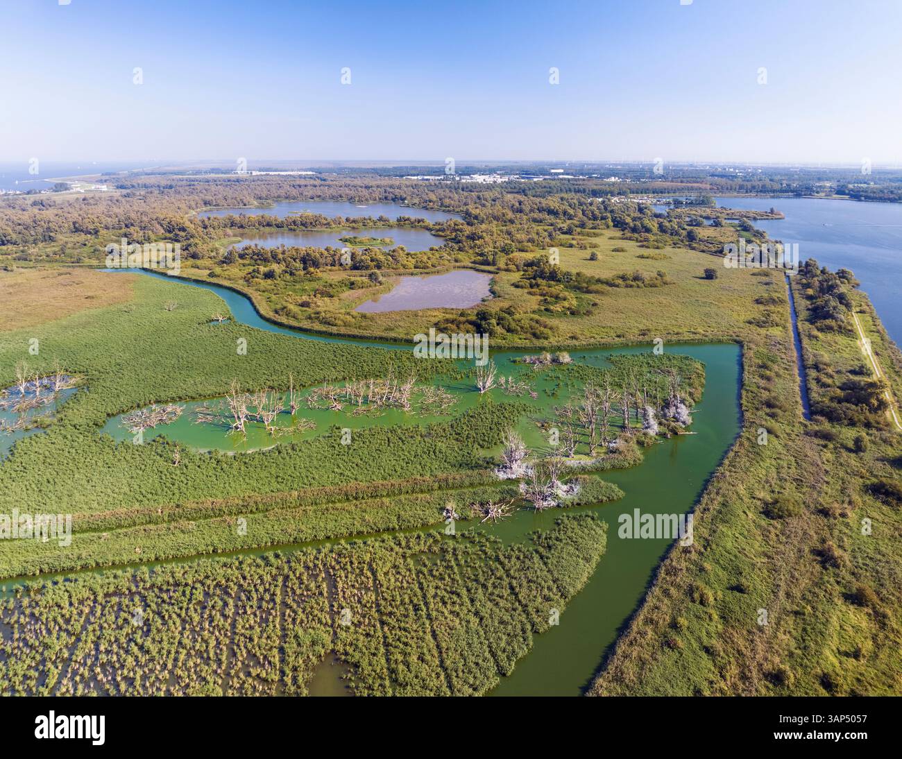 Aerial view of swamp landscape with grass, bushes, dead trees and reed ...