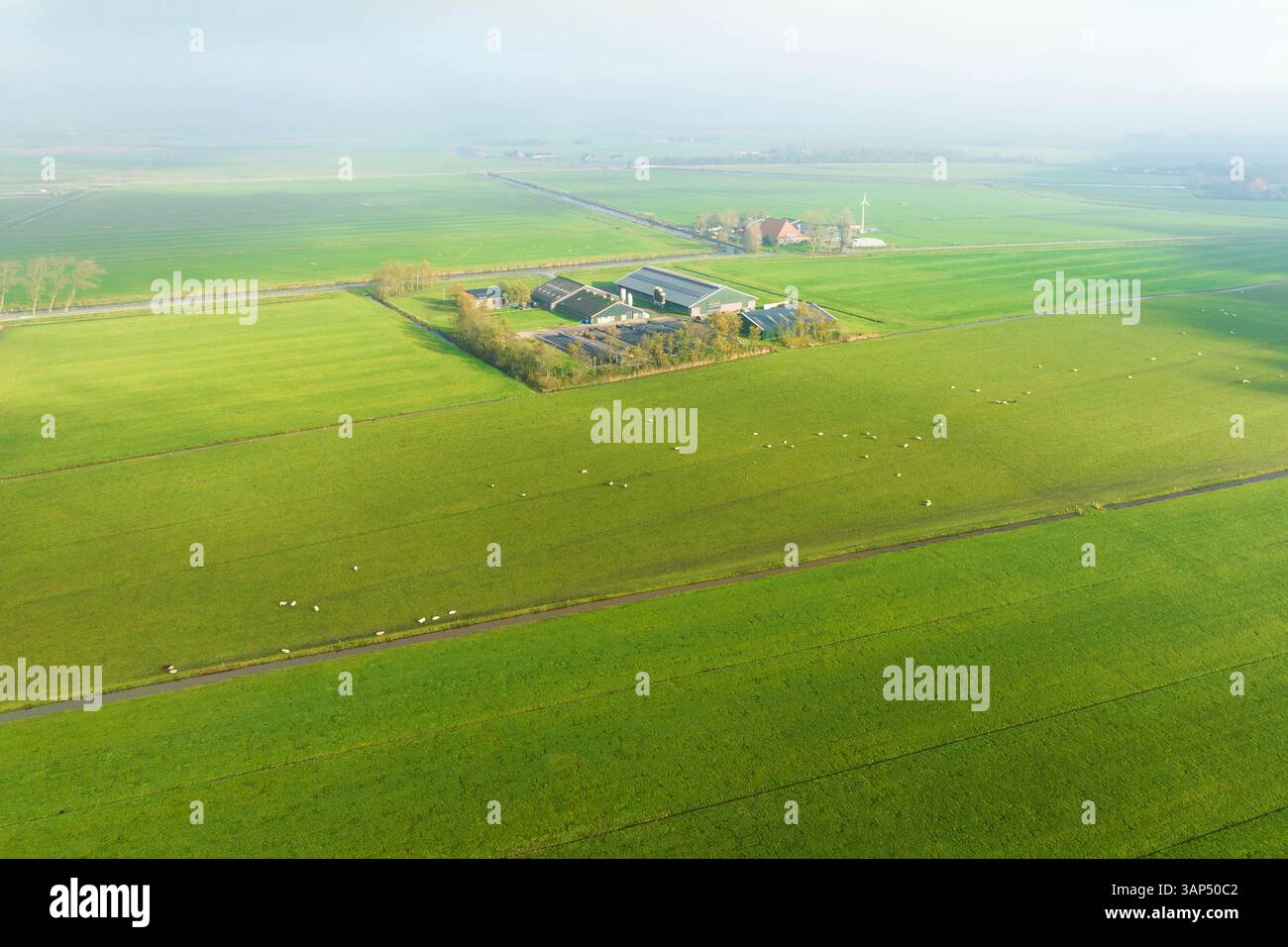 Aerial view of countryside with farms and sheep, Sondel, Gaasterland ...