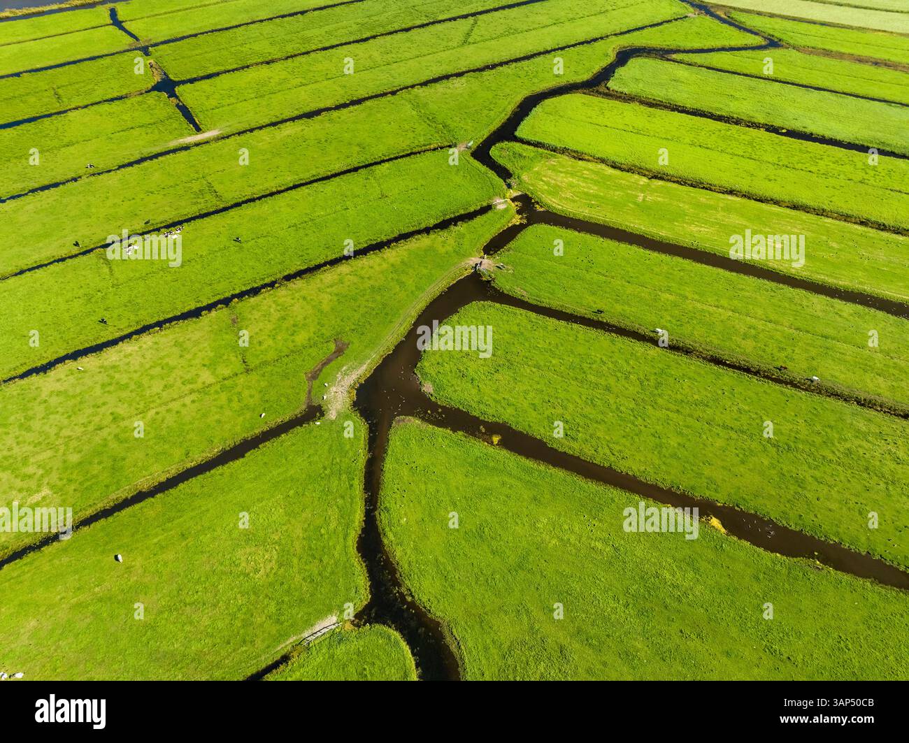 Aerial view of geometric vineyard patterns in green meadows of ...