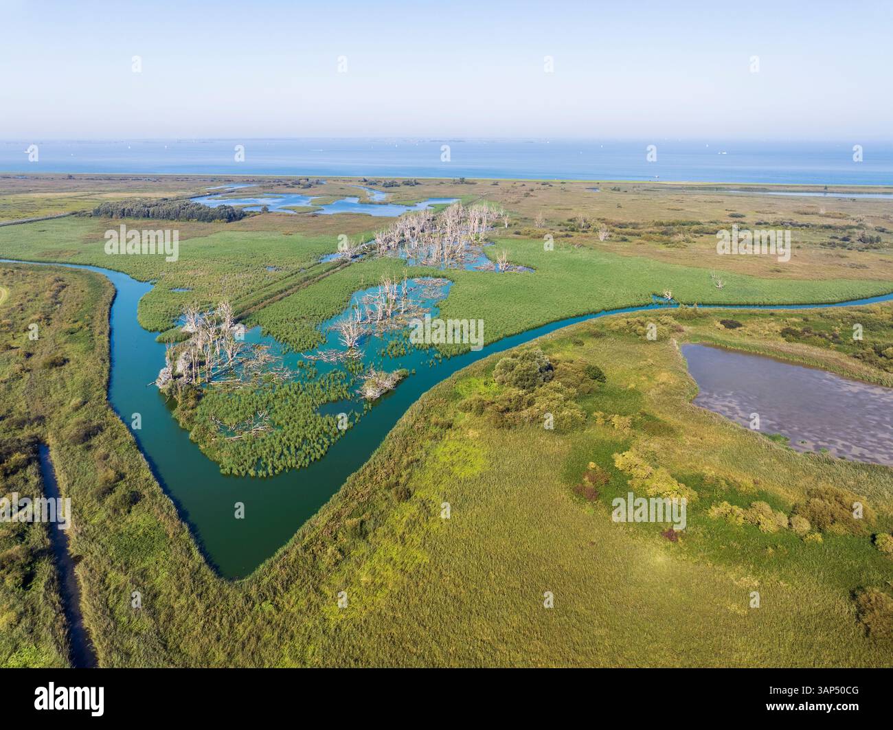 Aerial view of swamp landscape with grass, bushes, dead trees, and reed ...