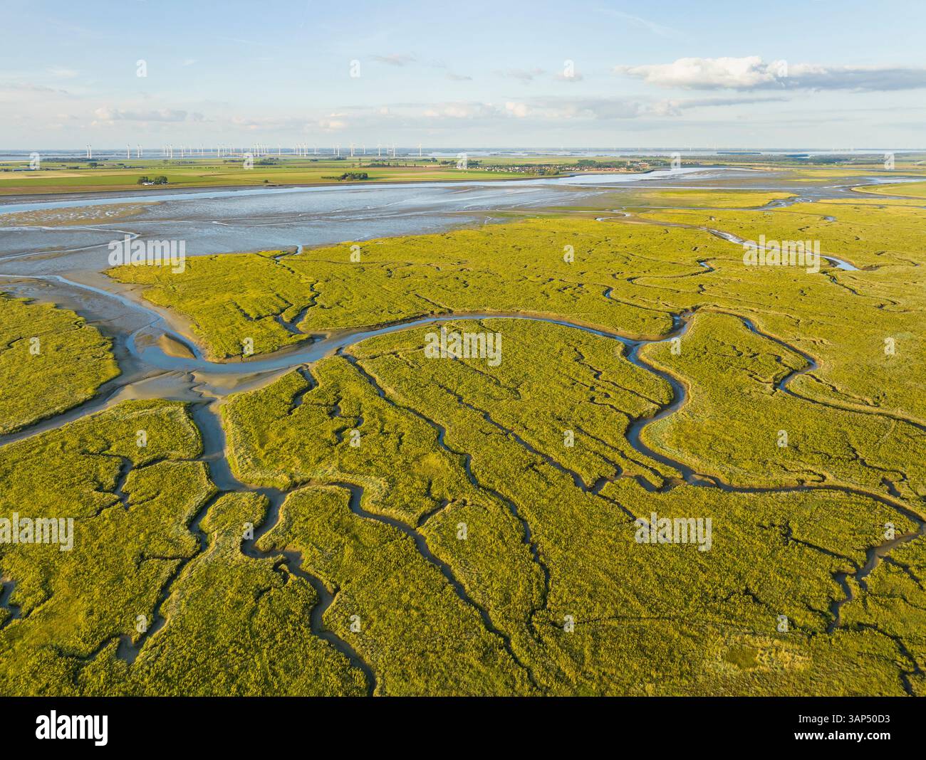 Aerial view of salt marshes and water channels with lush vegetation ...