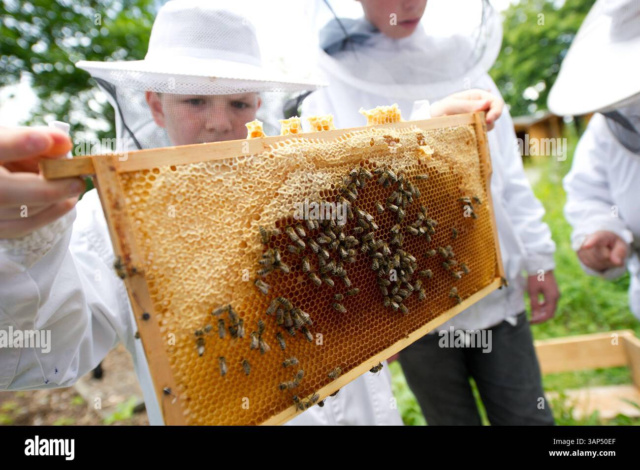 Tierische Schulen: Wir haben Bienen an der Schule - IGS Stierstadt. 23. ...