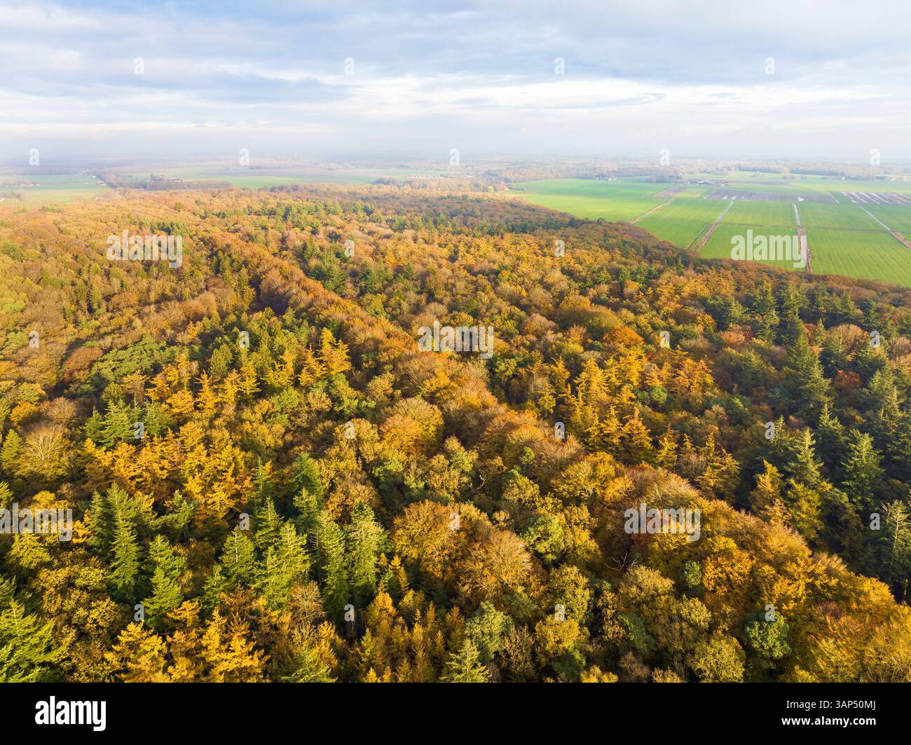 Rijsterbos hi-res stock photography and images - Alamy